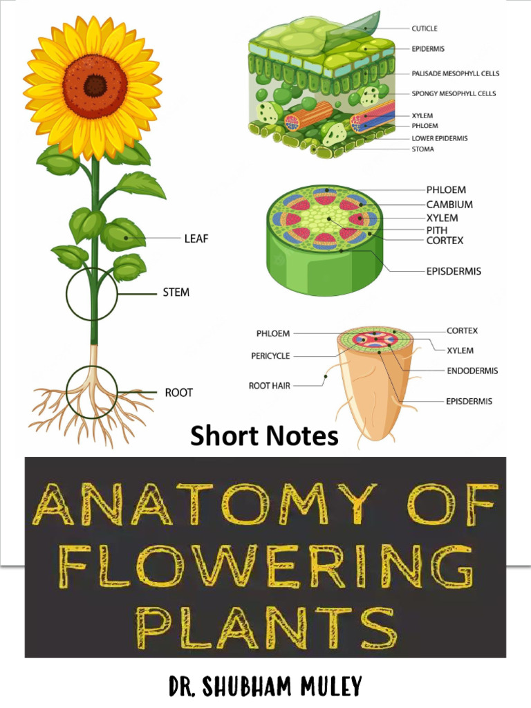 Anatomy of Flowering Plants Overview | PDF | Plant Stem | Tissue (Biology)