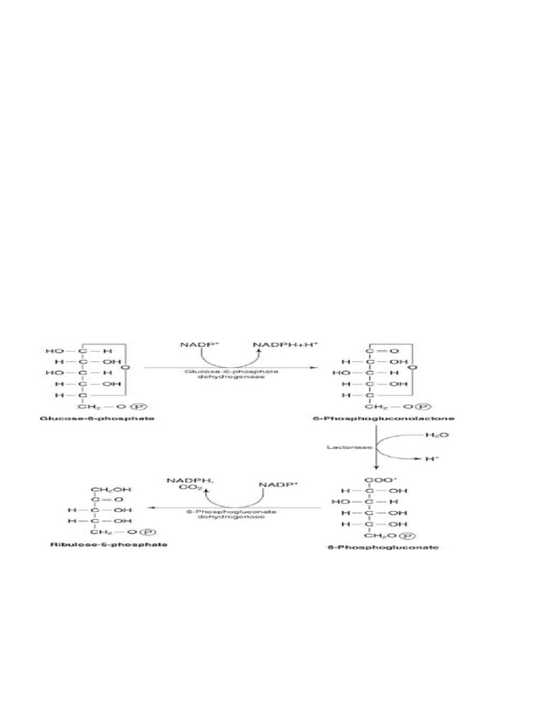 8. Pentose Phosphate Pathway | PDF | Nicotinamide Adenine Dinucleotide Phosphate | Citric Acid Cycle