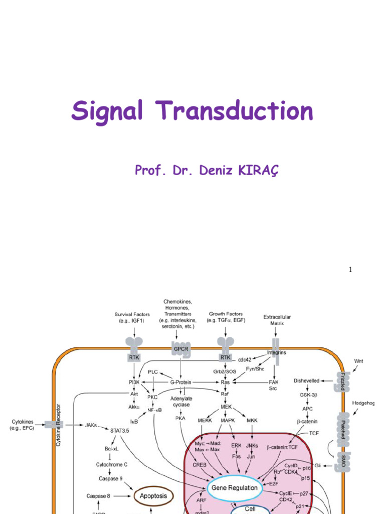 Understanding Signal Transduction Processes | PDF | Cell Signaling | Kinase