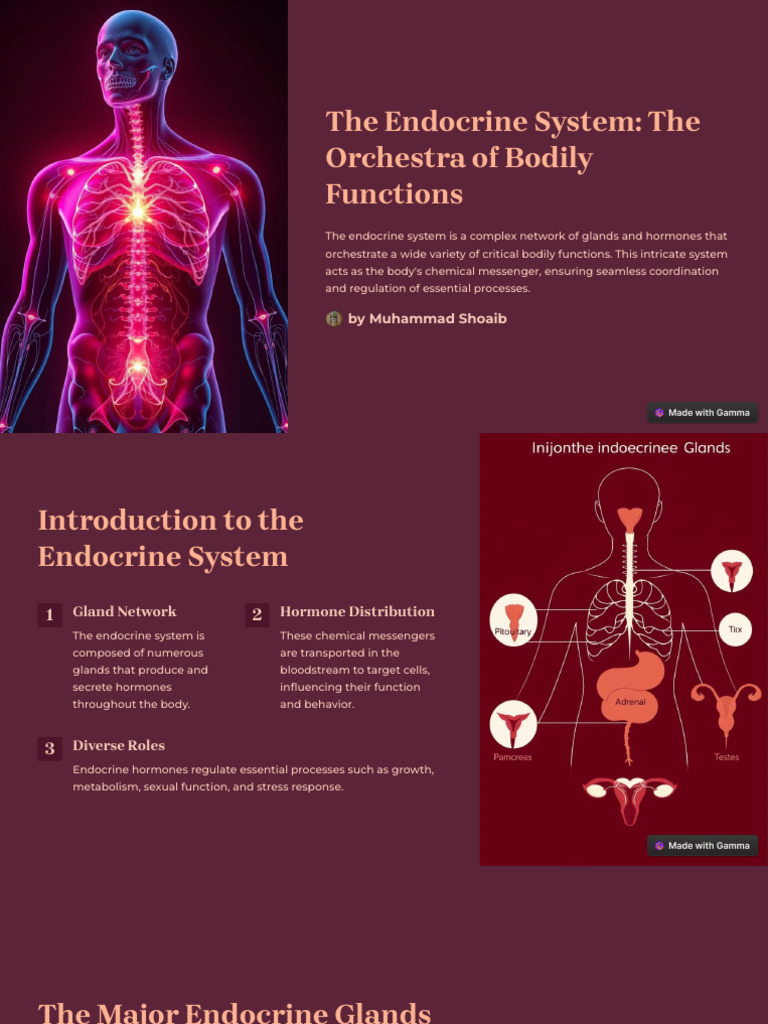 The Endocrine System The Orchestra of Bodily Functions | PDF | Hormone ...