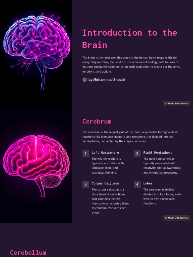 Introduction To The Brain | PDF | Temporal Lobe | Cerebrum