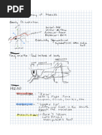Dragonfly External Anatomy Guide | PDF