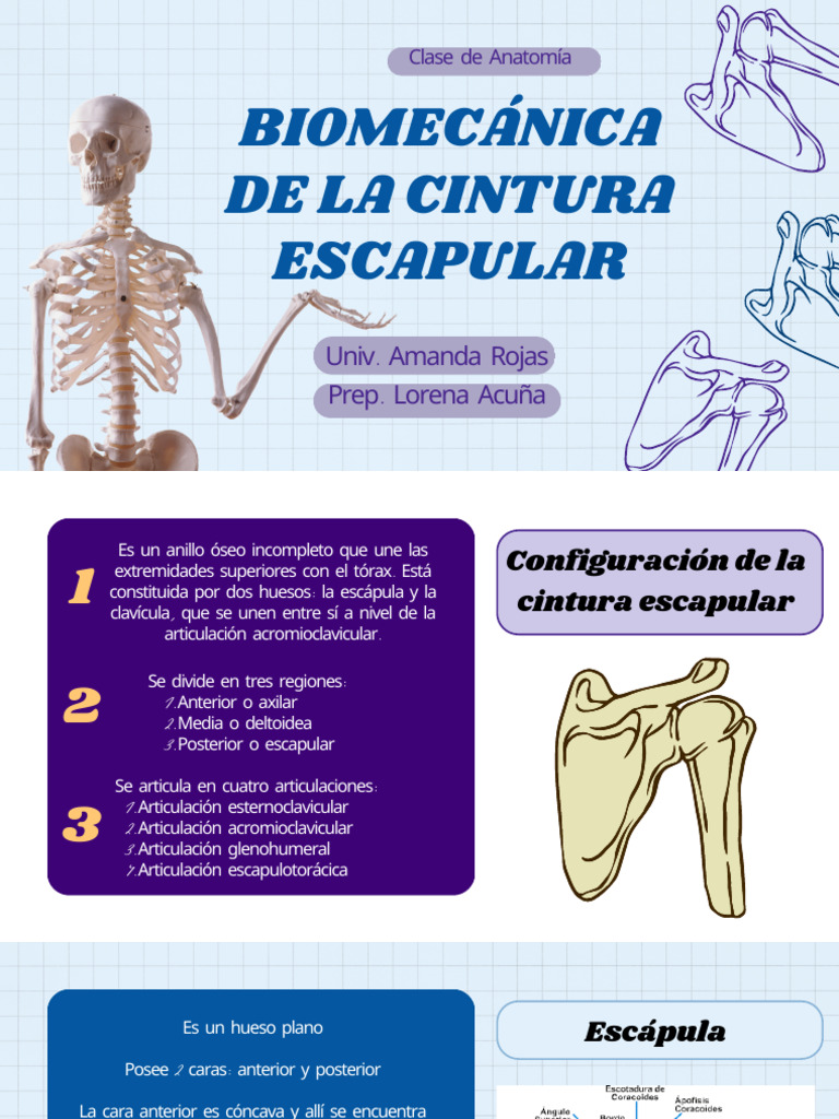 Biomecánica de la Cintura Escapular | PDF | Hombro | Articulación