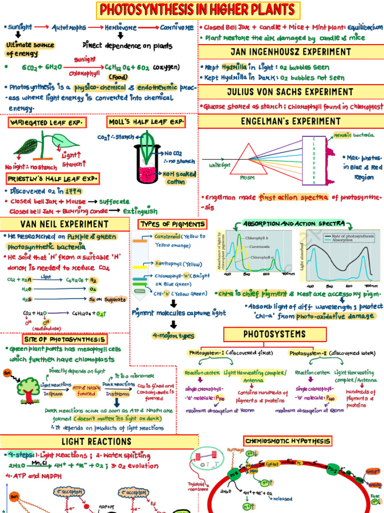 Photosynthesis in Higher Plants | PDF