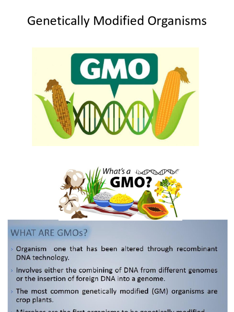 SEMIFINAL_Session_10_GMOs(2) | PDF | Genetically Modified Food | Flour