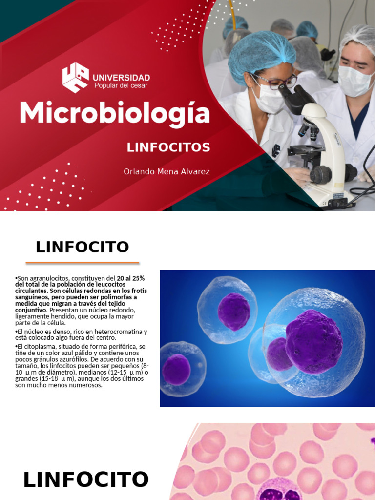 Linfocitos T y B - 2024 | PDF | Linfocitos | T Helper Cell