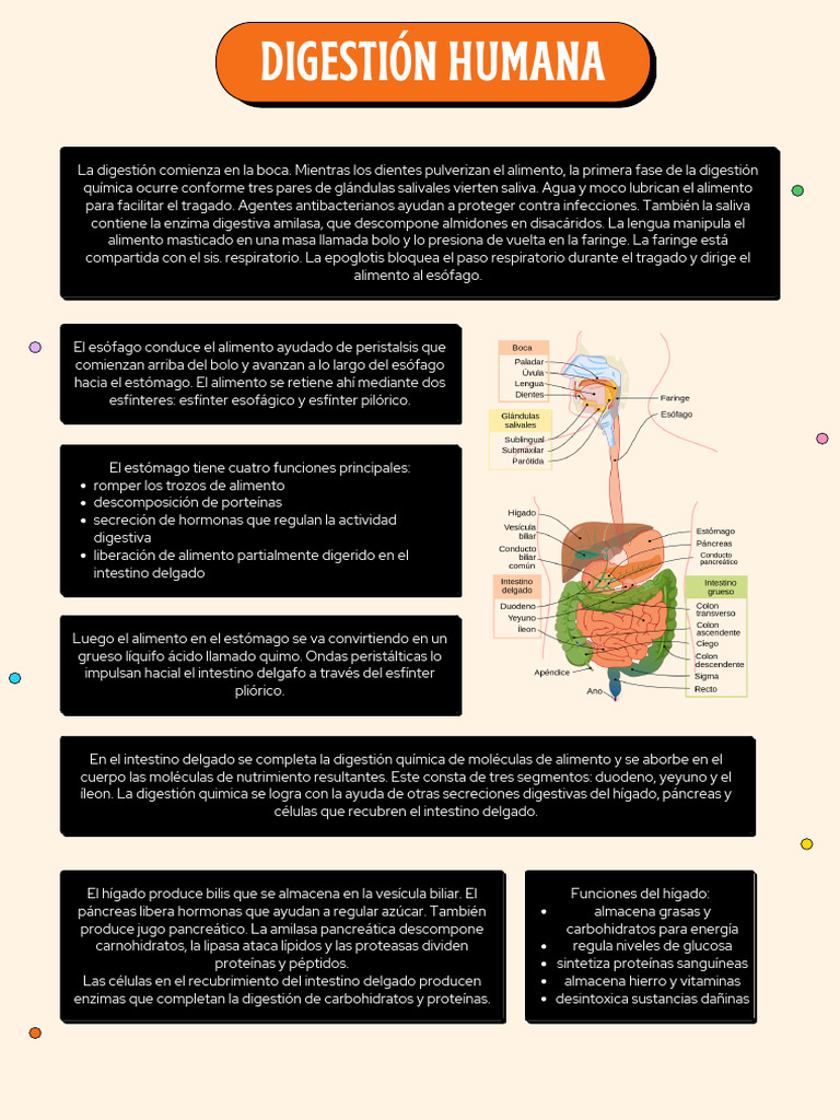 Digestión Humana, Biología, Ciencias Naturales | PDF | Digestión ...