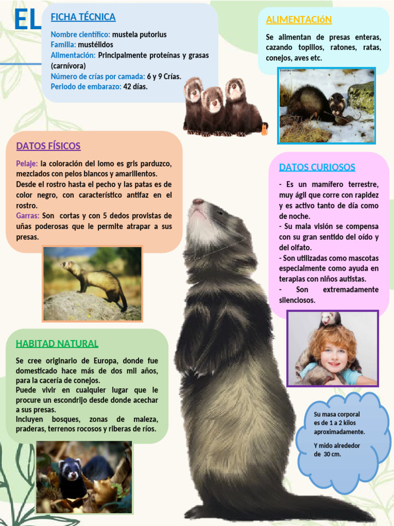 Infografia El Huron | PDF