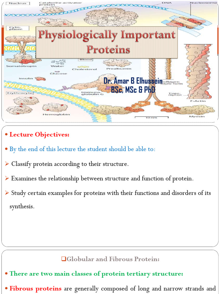 Lecture 11 Physiologically function protein | PDF | Hemoglobin | Collagen