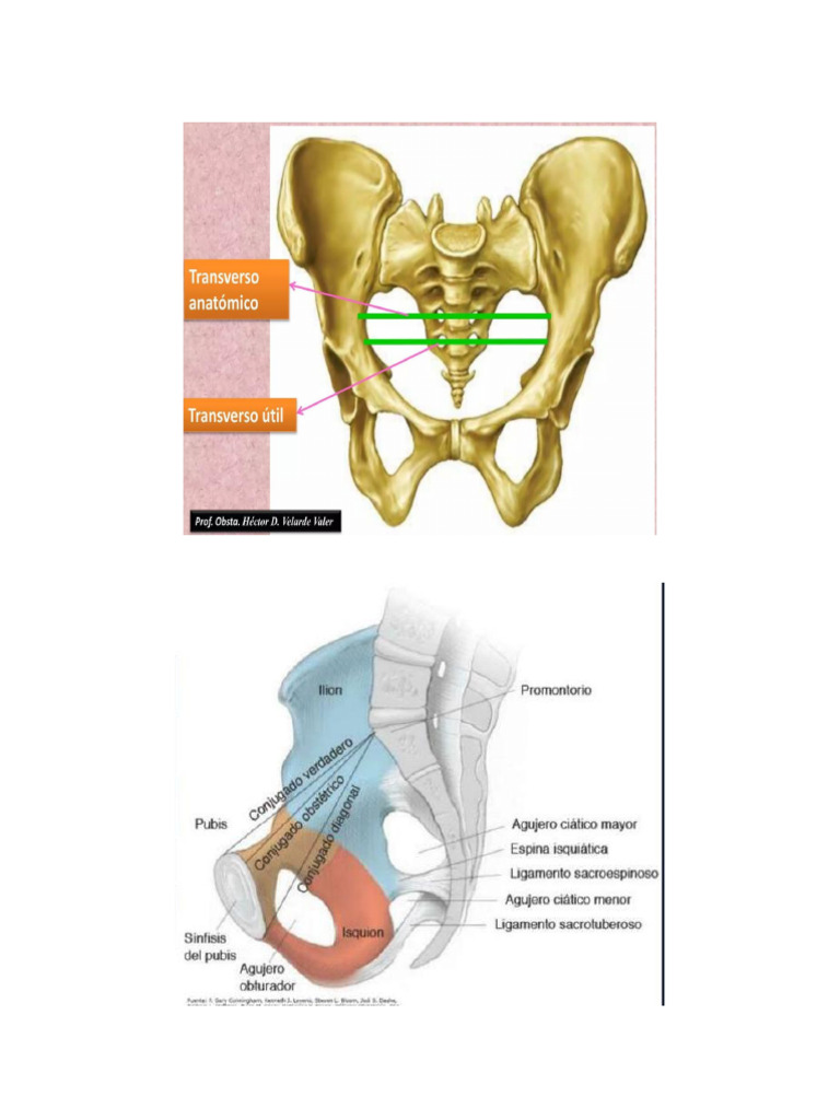 Pelvimetría y Diámetros | PDF
