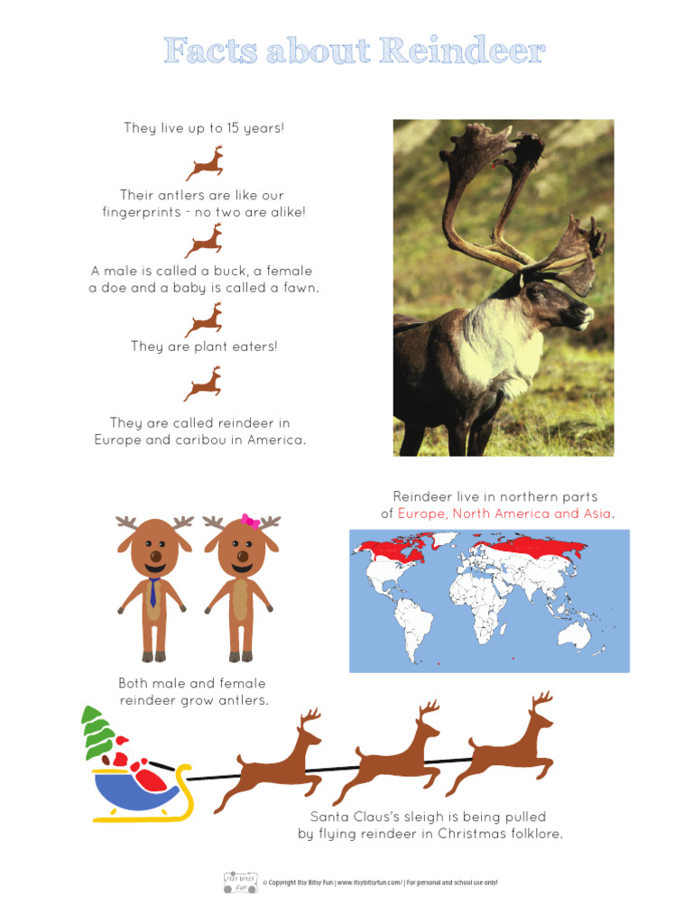 Facts About Reindeer - Compressed | PDF