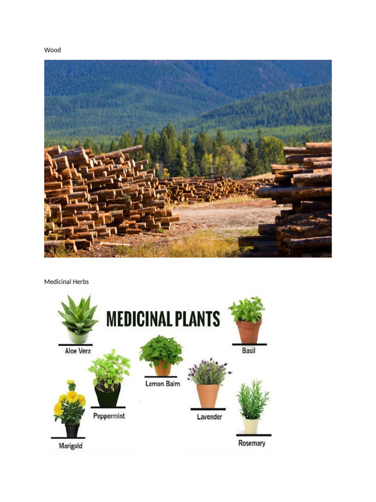 Forest Resources | PDF