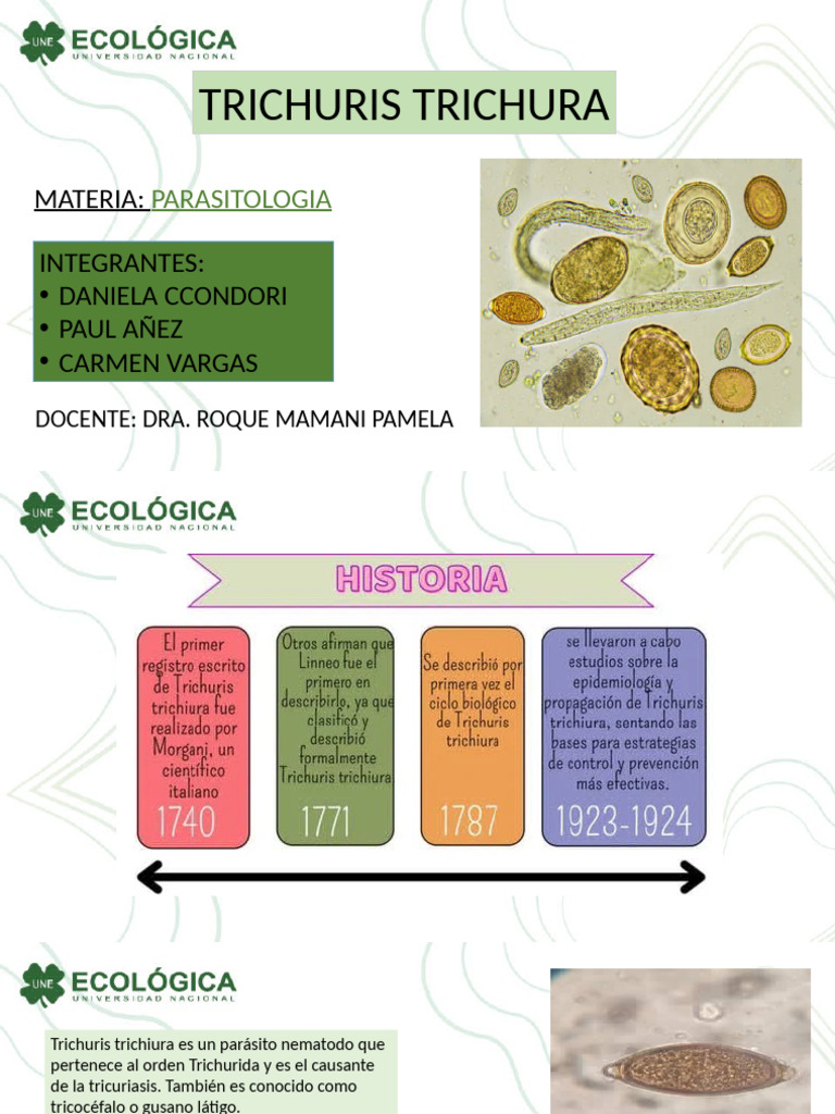 Trichuris Trichura-parasitologia (1) | PDF | Especialidades Medicas ...