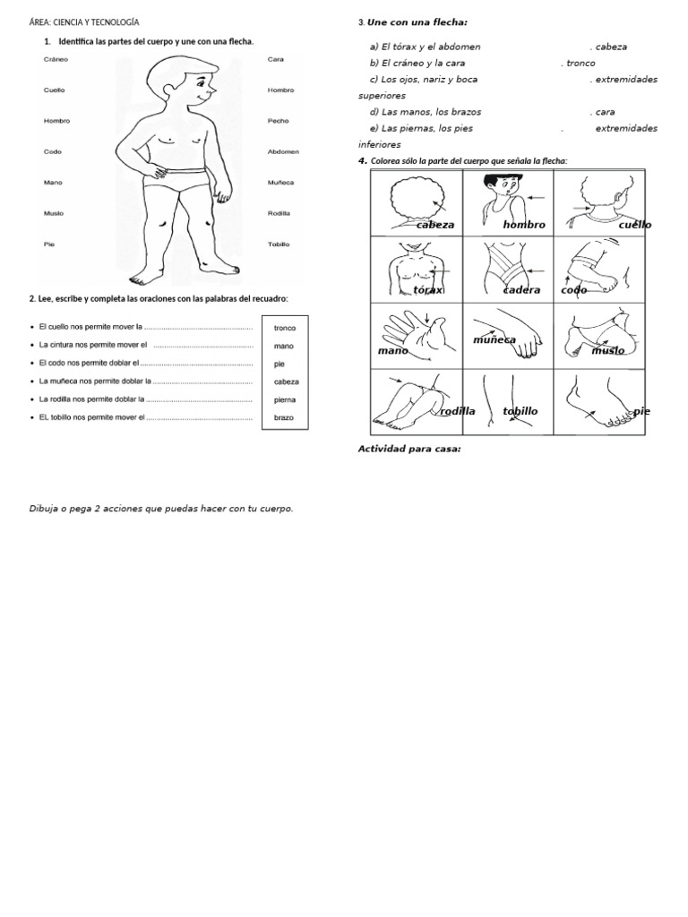 Ficha de Ciencia - Cómo Es Mi Cuerpo | PDF