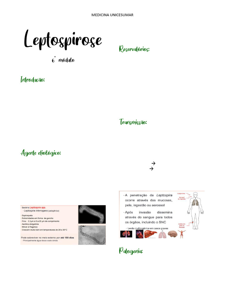 Leptospirose | PDF | Anticorpo | Endotélio