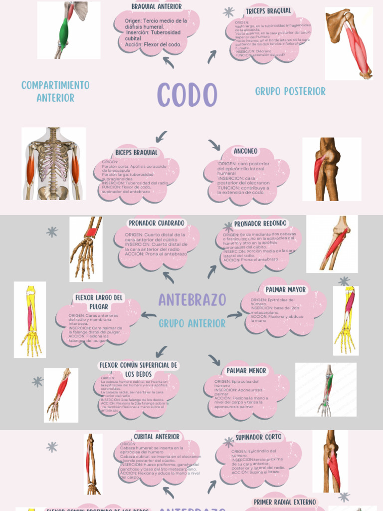 Mapa Codo y Antebrazo | PDF | Mano | Codo