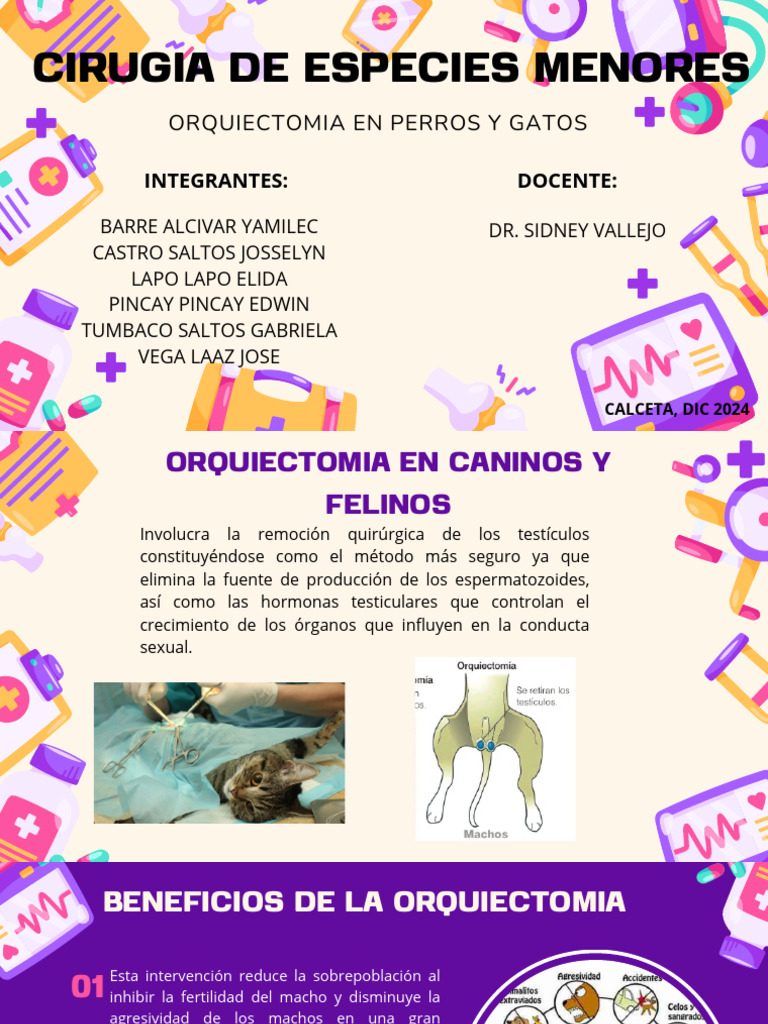 Orquiectomía En Canino Y Felinos Pdf Pdf Testículo Especialidades