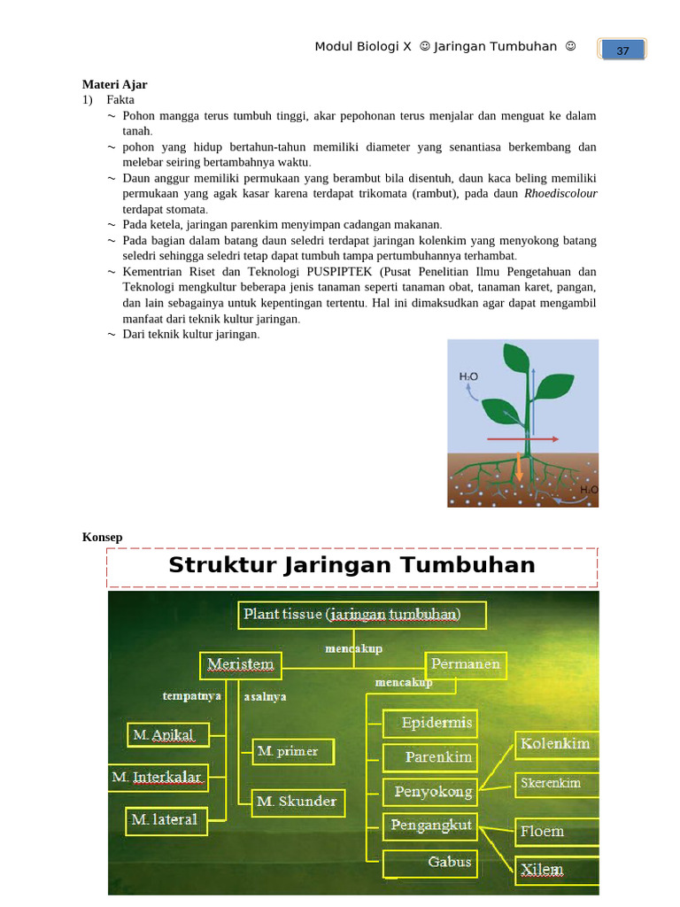 1modul Jaringan Tumbuhan | PDF