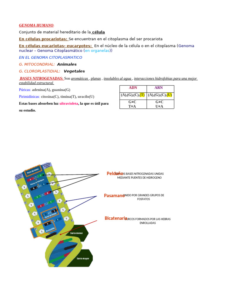 BIOLOGIA FINAL | PDF | Respiración celular | Mitosis