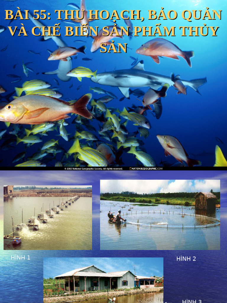Bai 55 Thu Hoach Bao Quan Va Che Bien San Pham Thuy San | PDF
