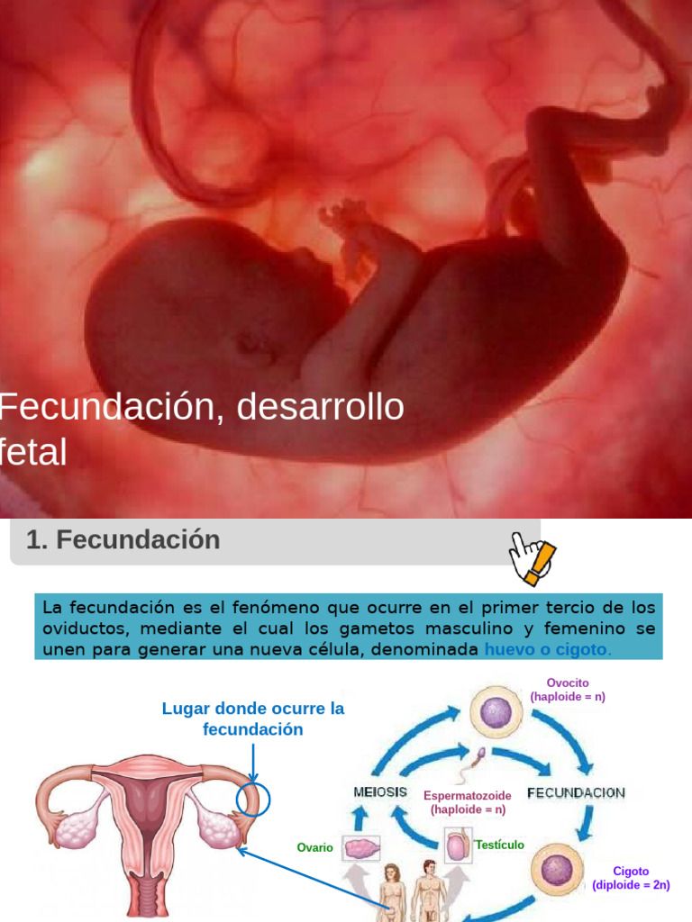 Fecundación y Desarrollo Fetal Explicado | PDF | Embrión | Anatomía