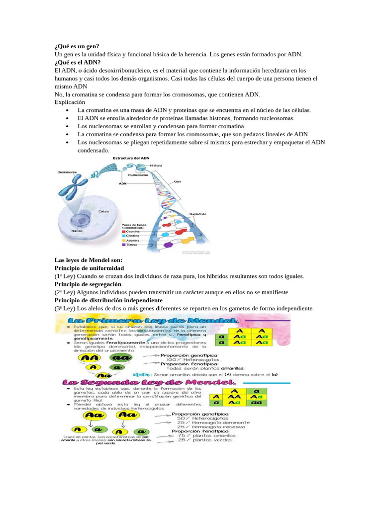 Qué Es Un Gen | PDF