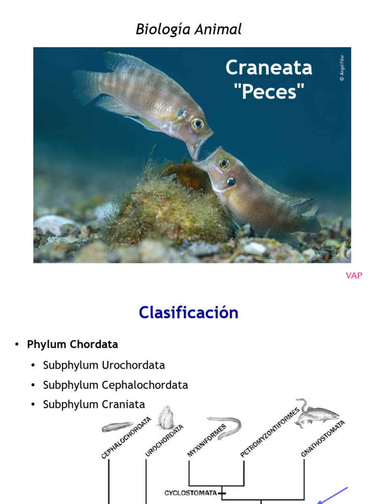 9_Vertebrados_Peces | PDF | Anatomía