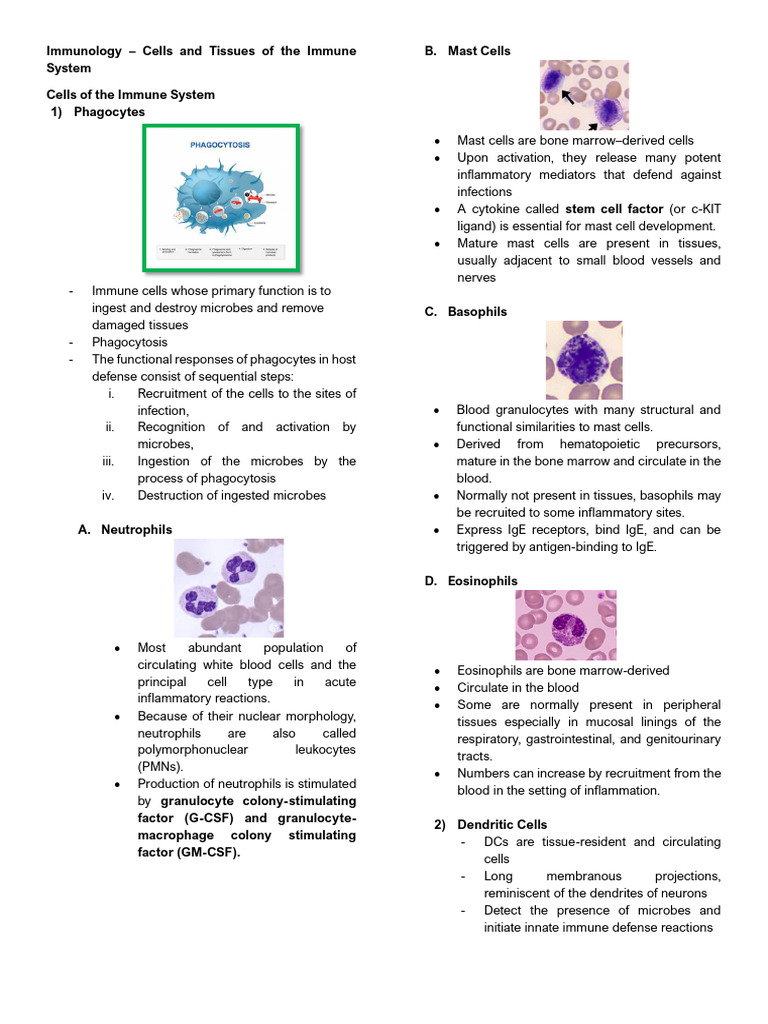(Reviewer) Cells and Tissues of Immune System - Immunology | PDF ...