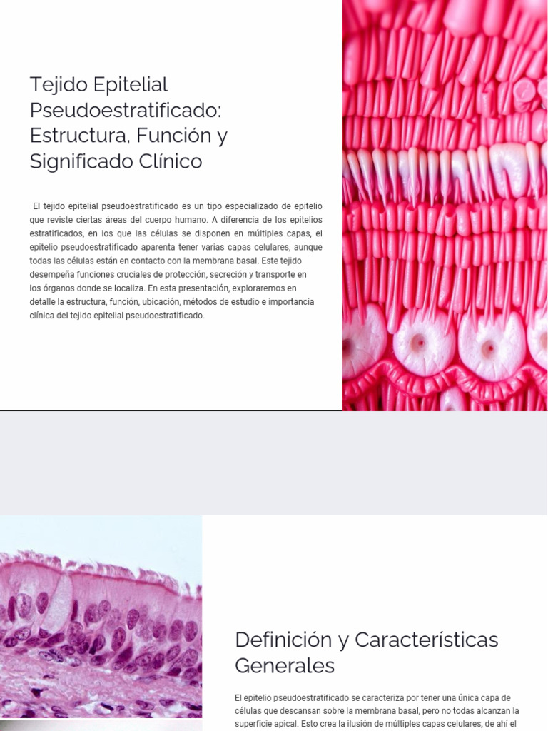 Tejido Epitelial Pseudoestratificado Estructura Funcion y Significado Clini - 20250406 - 211830 ...