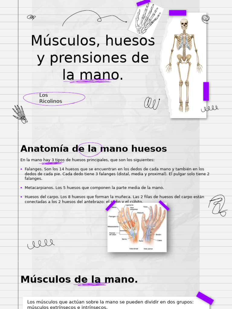 Anatomia de La Mano Los Ricolinos | PDF | Mano | Anatomía humana