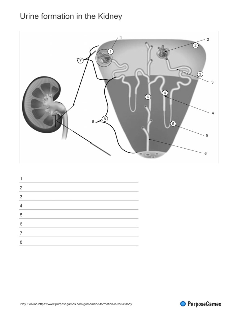 Urine and Kidney | PDF