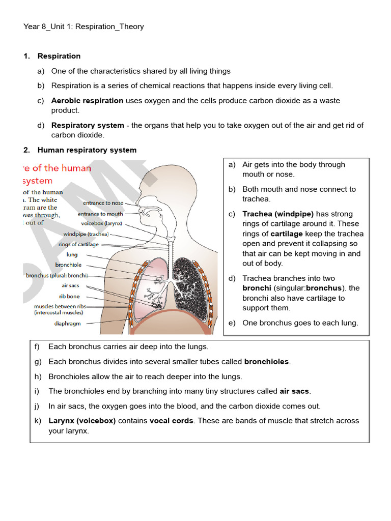 Unit 1 - Respiration - Theory | PDF | Respiratory System | Respiratory ...