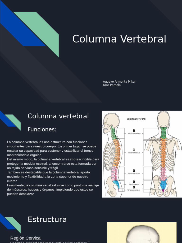 Anatomía y Funciones de la Columna Vertebral | PDF | La columna ...