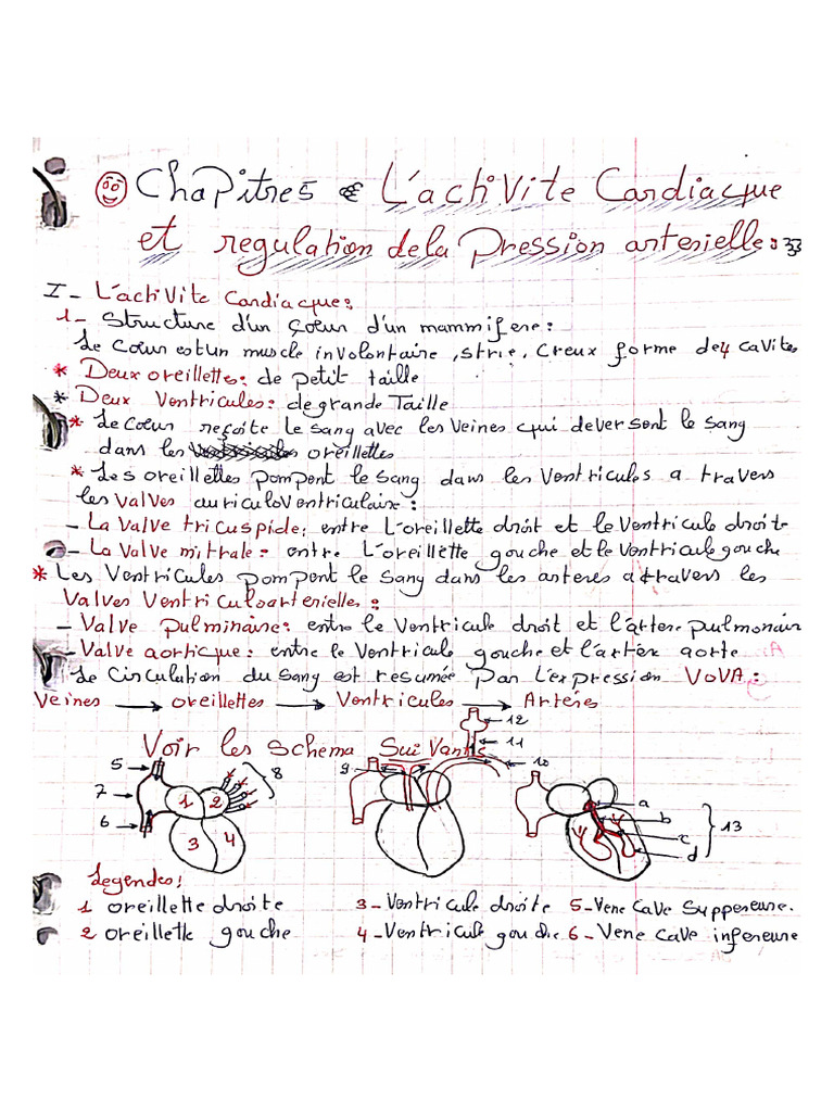 L'Activité Cardiaque | PDF