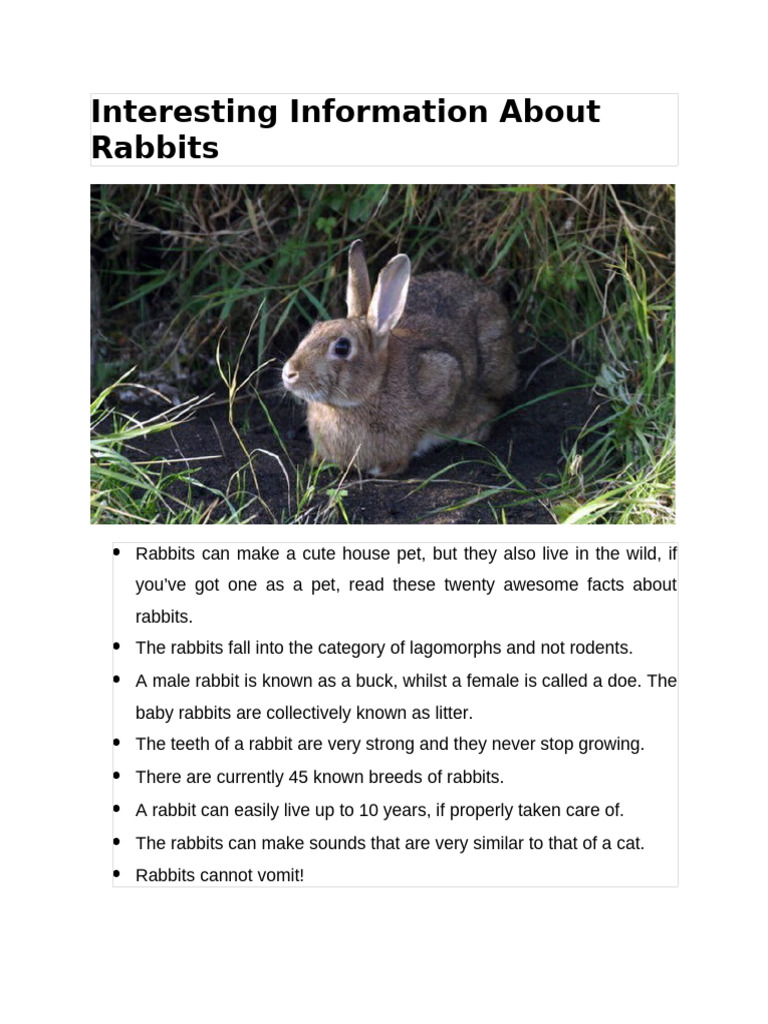 Interesting Information About Rabbits | PDF