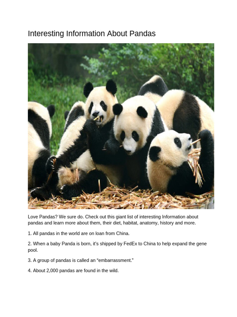 Interesting Information About Pandas | PDF | Giant Panda | Zoology