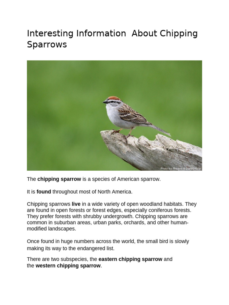 Interesting Information About Chipping Sparrows | PDF | Birds | Ornithology