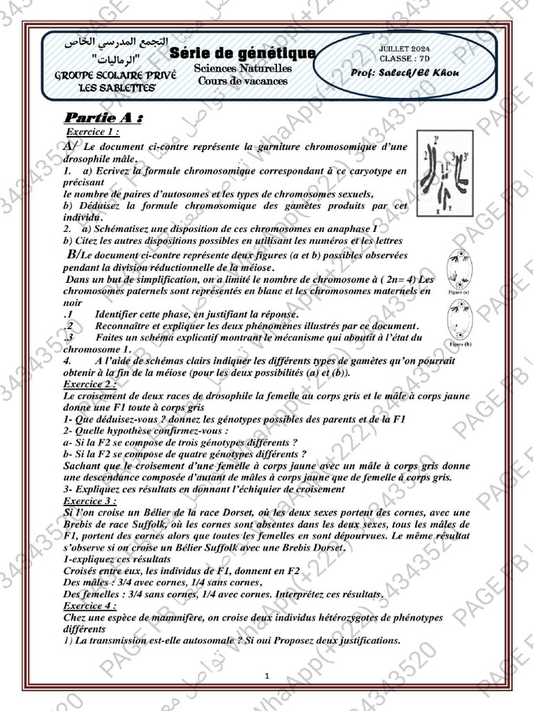 série génétique Formelle 2024-2025 (2) | PDF