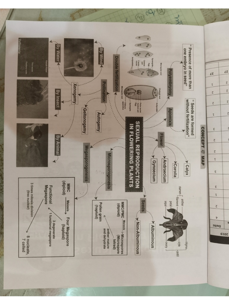 Mindmap Biology For Boards | PDF