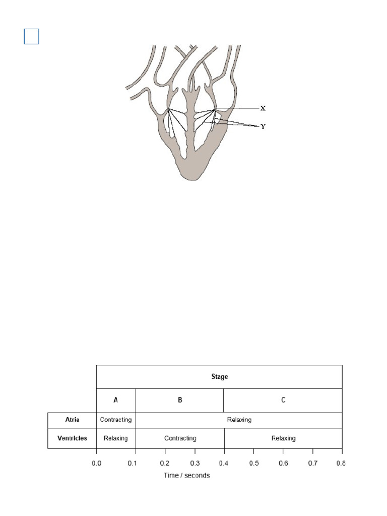 24 Circulatory System in Mammals | PDF | Heart | Heart Valve