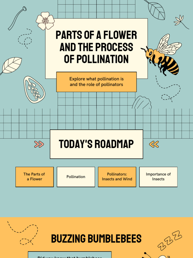 Parts of A Flower and The Process of Pollination Education Presentation ...