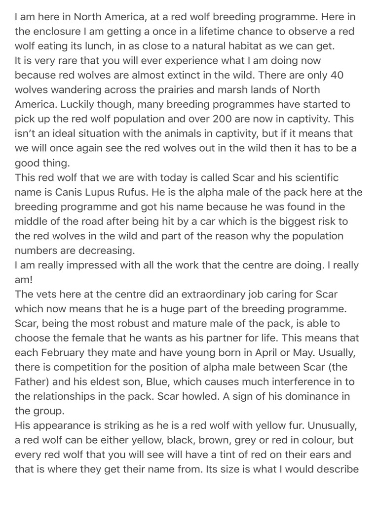 I Am Here in North America, at A Red Wolf Breeding Programme. Here ...