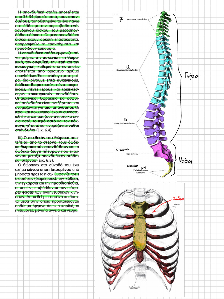 Ανατομία β επαλ 6ο 2 | PDF