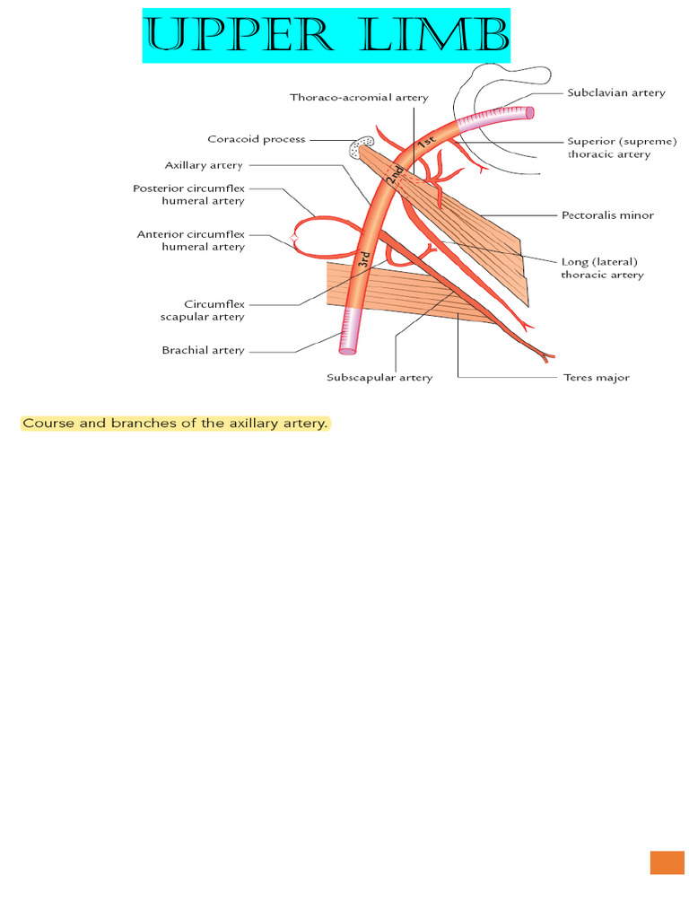 Upper Limb Anatomy Overview | PDF
