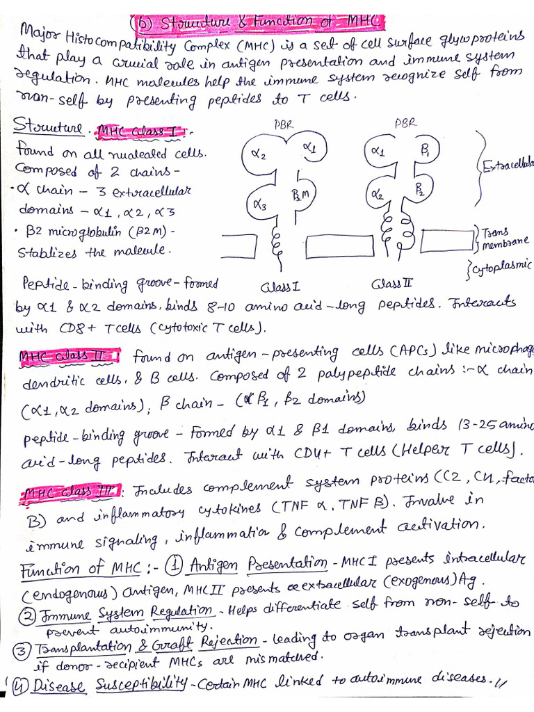 B Structure And Function Of Mhc Pdf