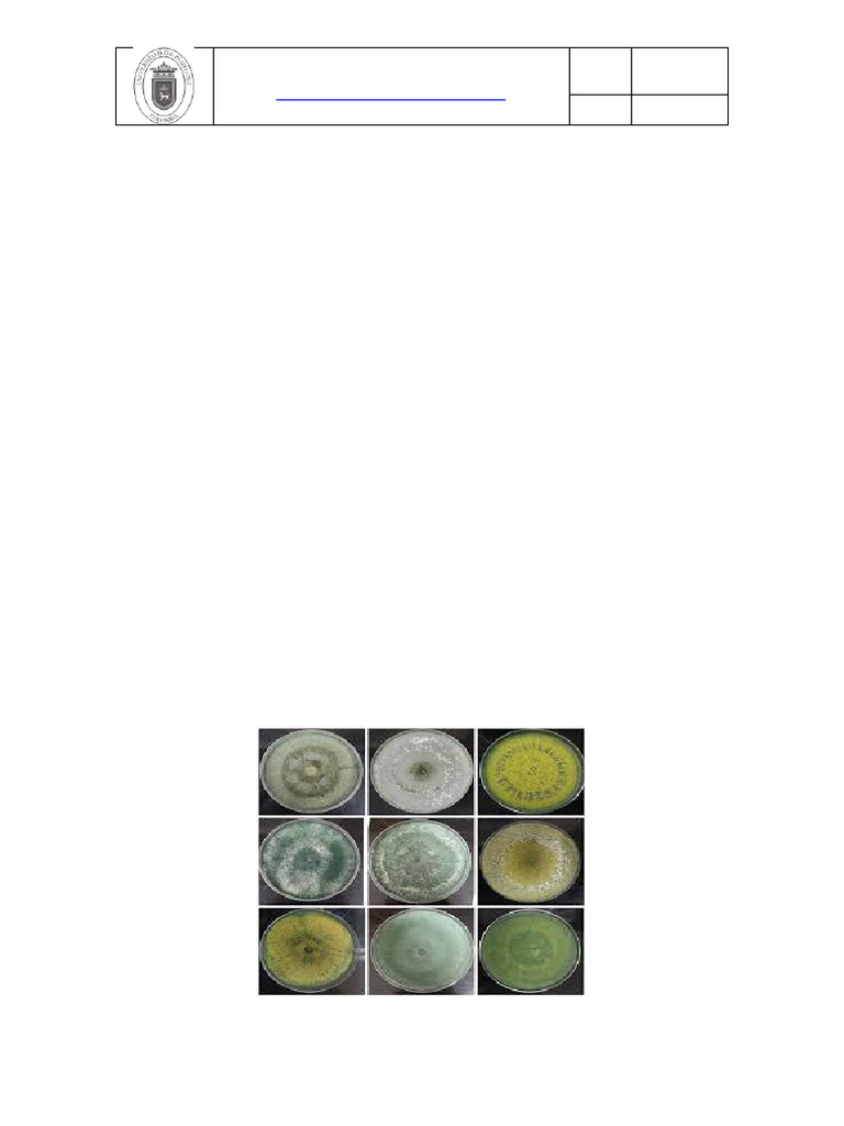 Descripcion e Identificacion de Trichoderma V1 | PDF | Reacción en cadena de la polimerasa ...