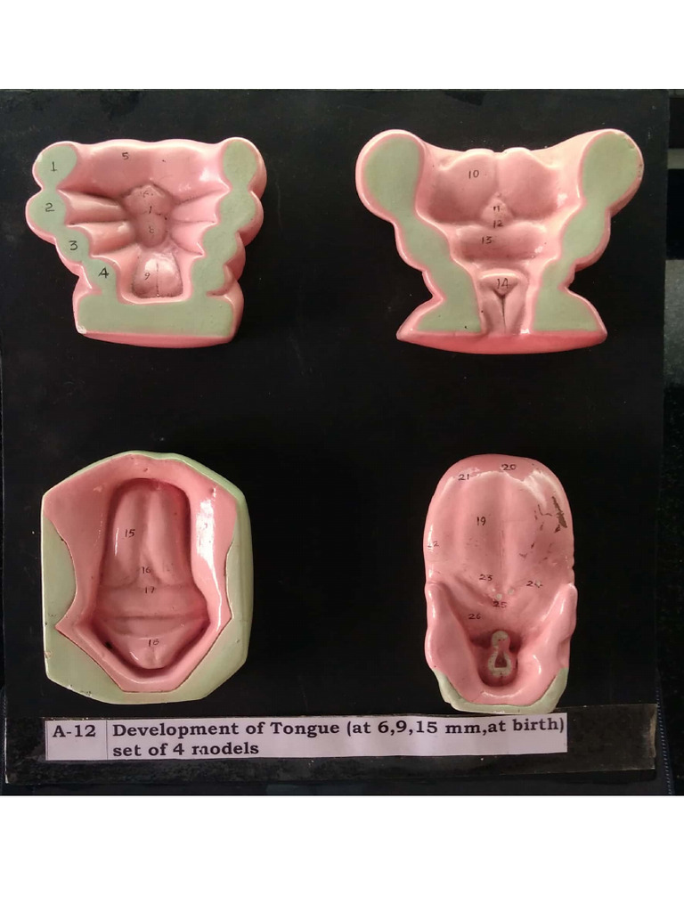 Embryology Models With Description (Anatomy Decoded YouTube) | PDF