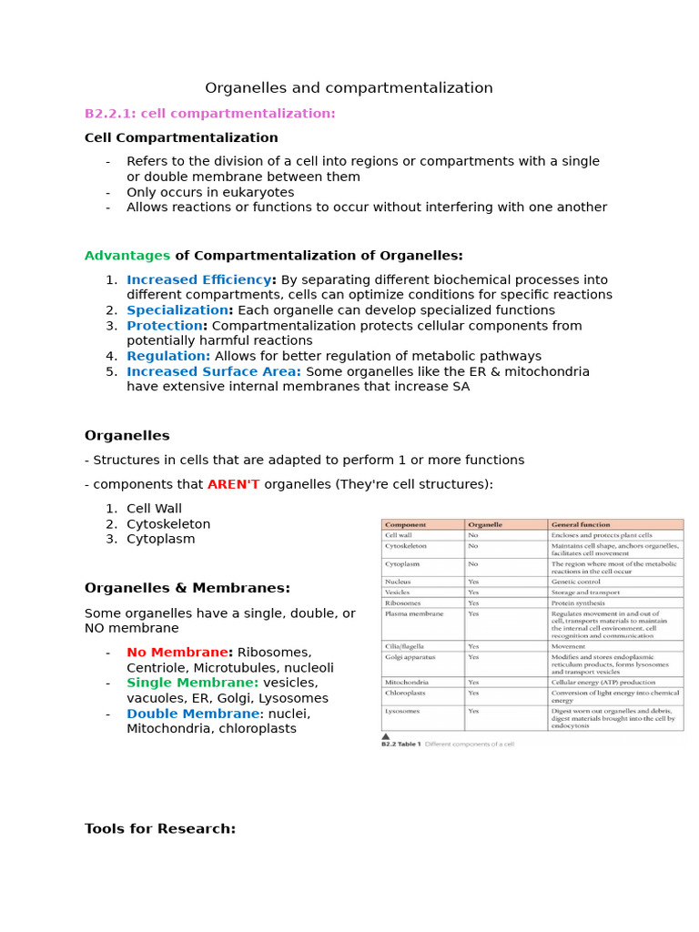 Notes B2.2 Organelles and Compartmentilization | PDF | Cell (Biology ...