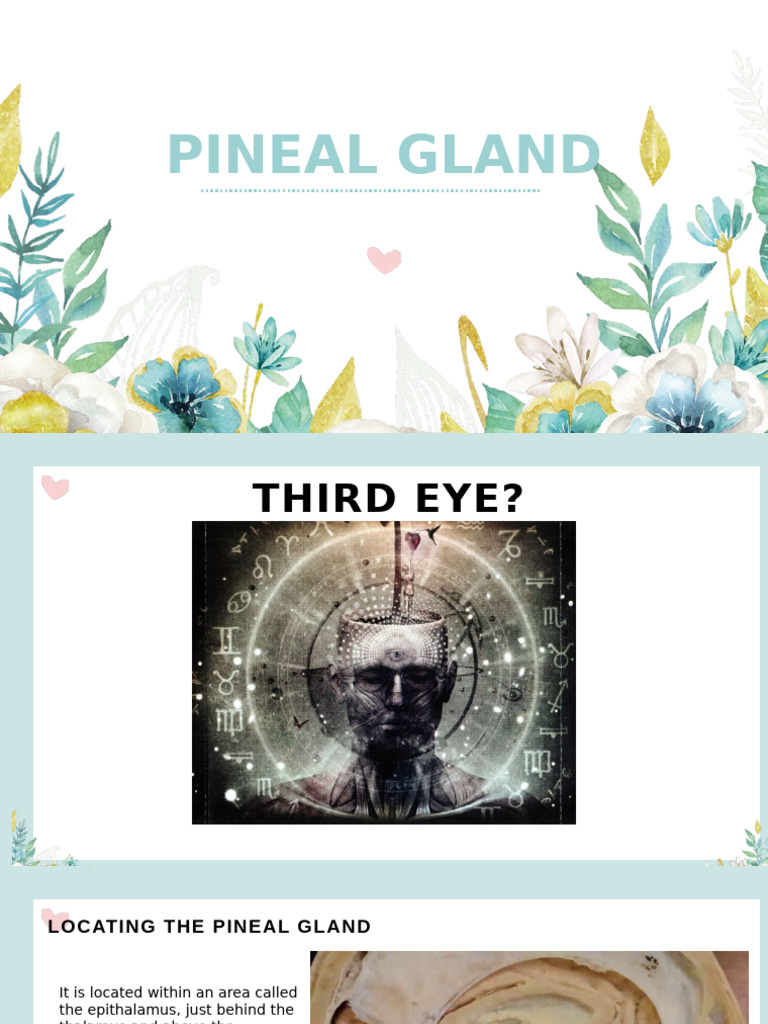Pineal Gland | PDF