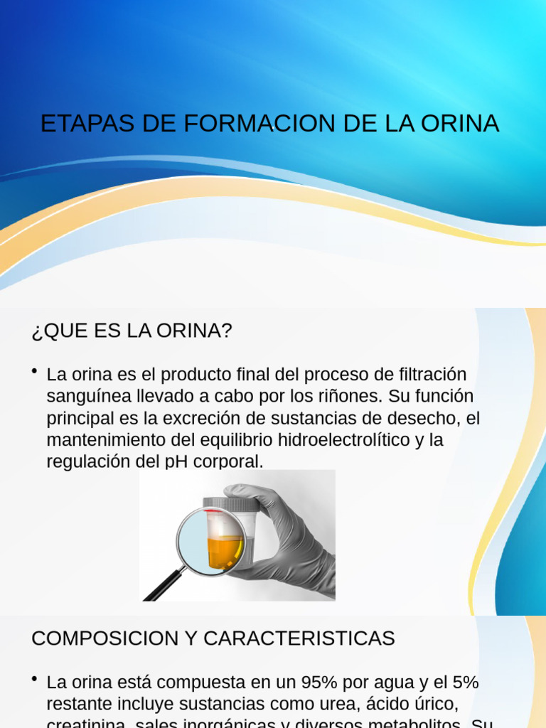 Etapas de Formacion de La Orina | PDF | Orina | Sangre
